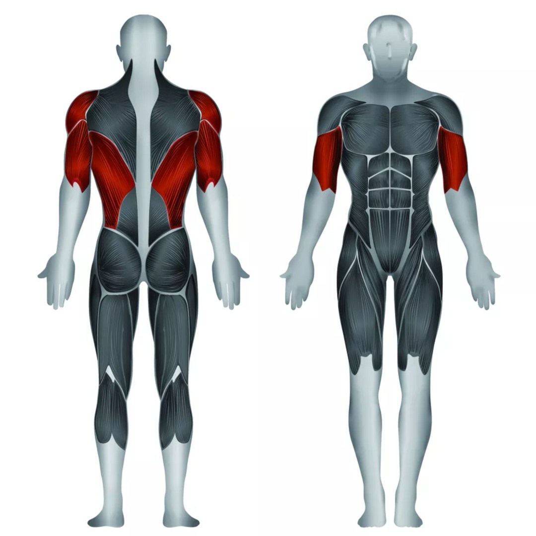 CL2AB Abs Curl / Back Extension - Fitness Masters